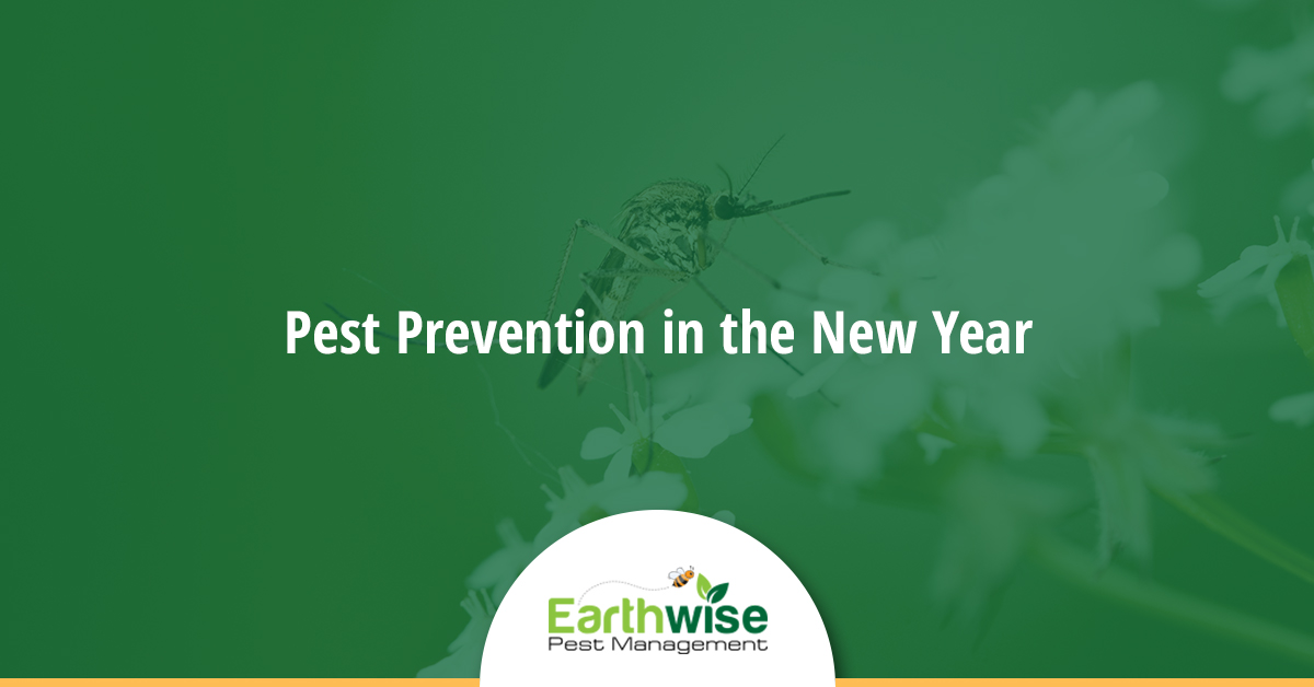 Pest Prevention in the New Year - Earthwise Pest Management
