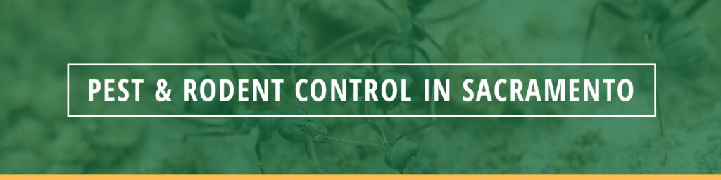 Pest & Rodent Control in Sacramento - Earthwise Pest Management