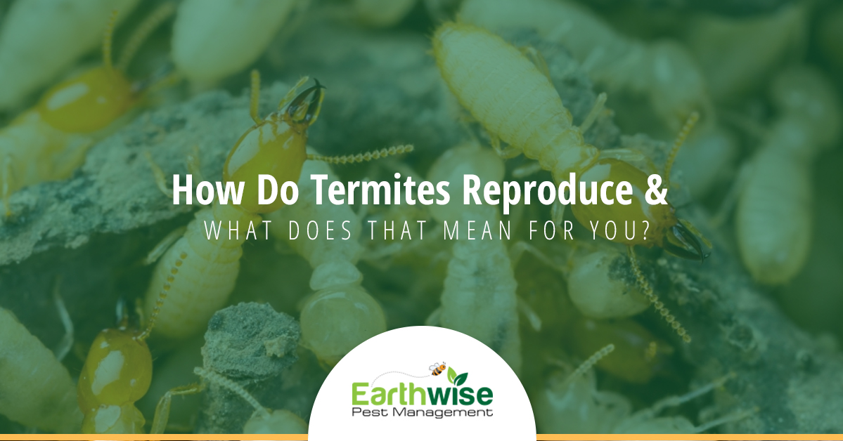 How Do Termites Reproduce & What Does That Mean For You? - Earthwise ...