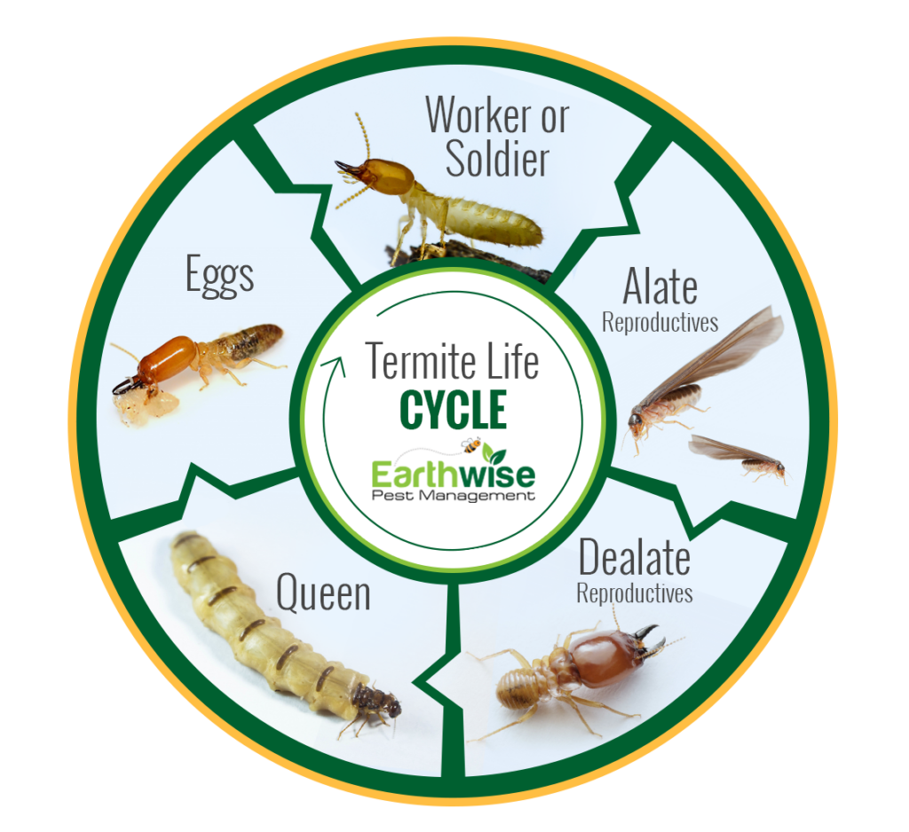 Five Most Common Types of Termites | Earthwise Pest Management