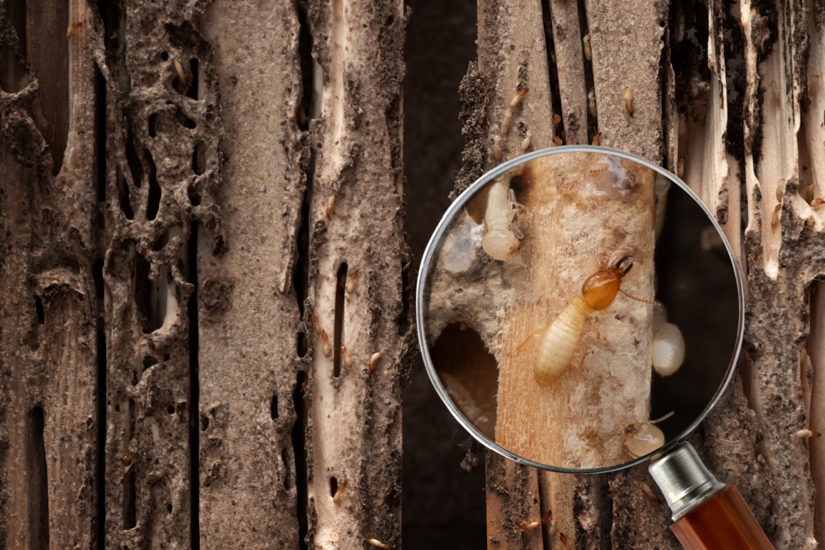 Five Most Common Types of Termites | Earthwise Pest Management
