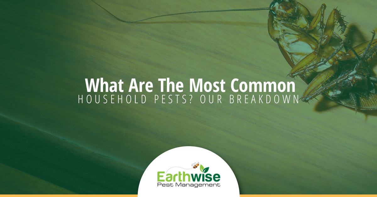 What Are The Most Common Household Pests? Our Breakdown - Earthwise ...