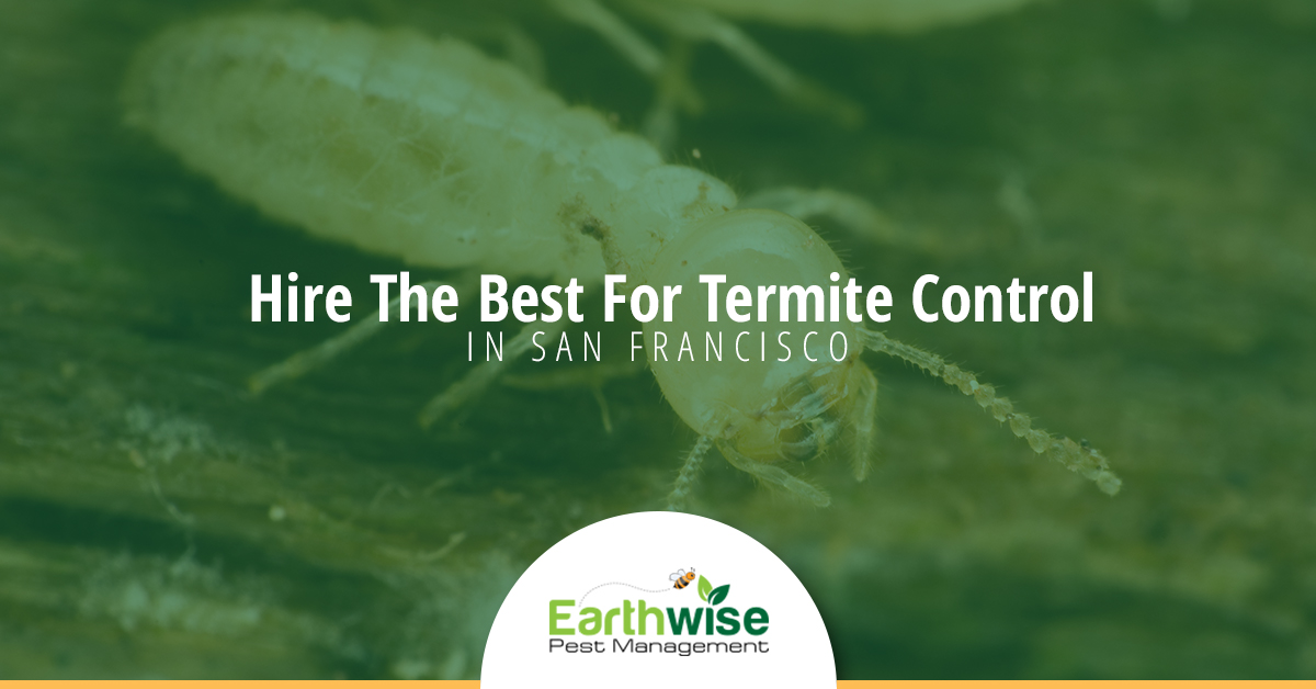 Hire The Best For Termite Control in Sacramento - Earthwise Pest Management