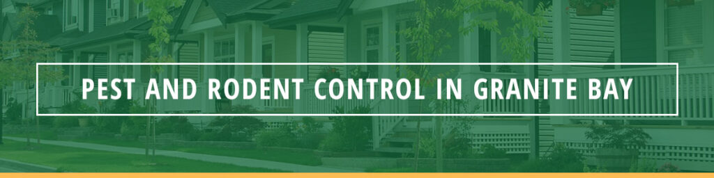 Pest & Rodent Control in Granite Bay - Earthwise Pest Management