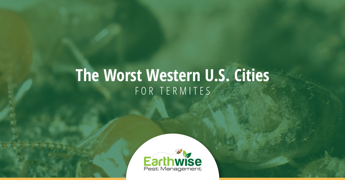 The Worst Western U.S. Cities For Termites - Earthwise Pest Management