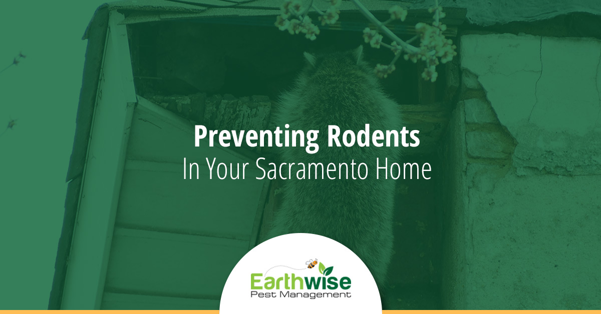Preventing Rodents In Your Sacramento Home - Earthwise Pest Management