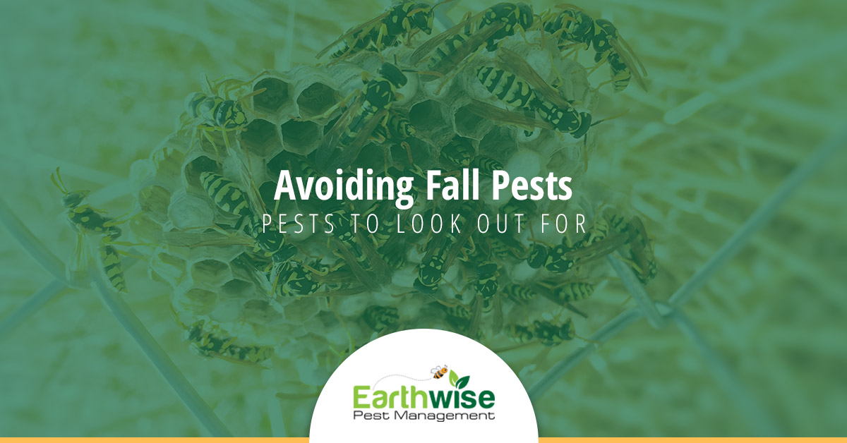 Avoiding Fall Pests - Earthwise Pest Management