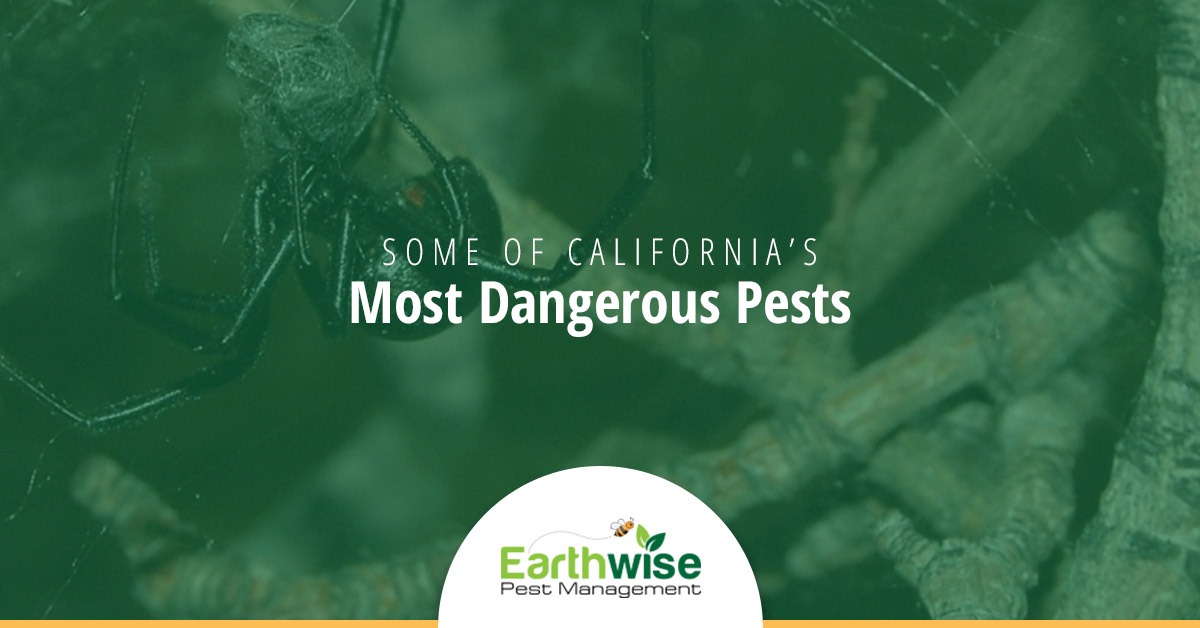 Some of California’s Most Dangerous Pests - Earthwise Pest Management