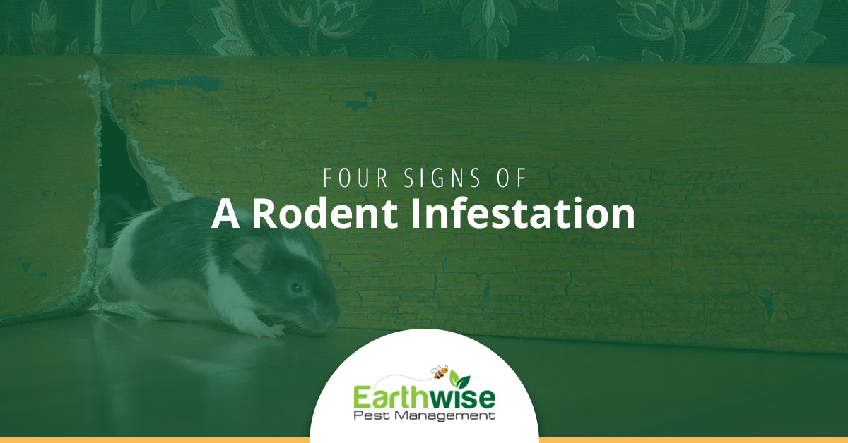 Four Signs of a Rodent Infestation - Earthwise Pest Management
