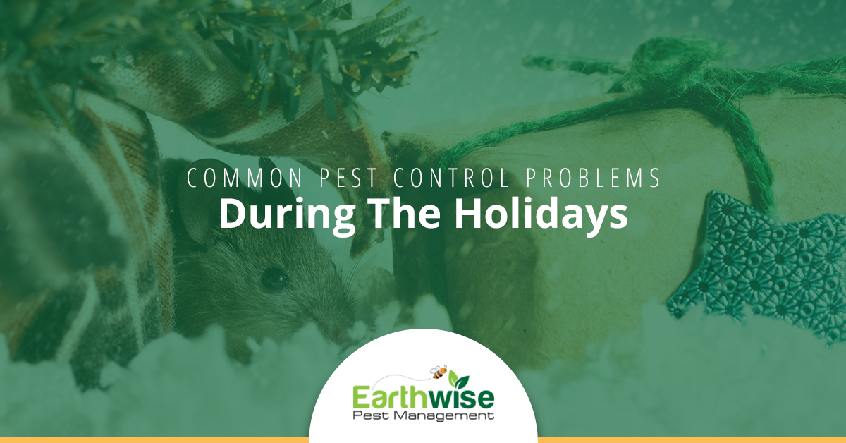 Common Pest Control Problems During the Holidays - Earthwise Pest ...