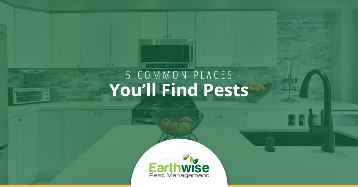 5 Common Places You’ll Find Pests - Earthwise Pest Management