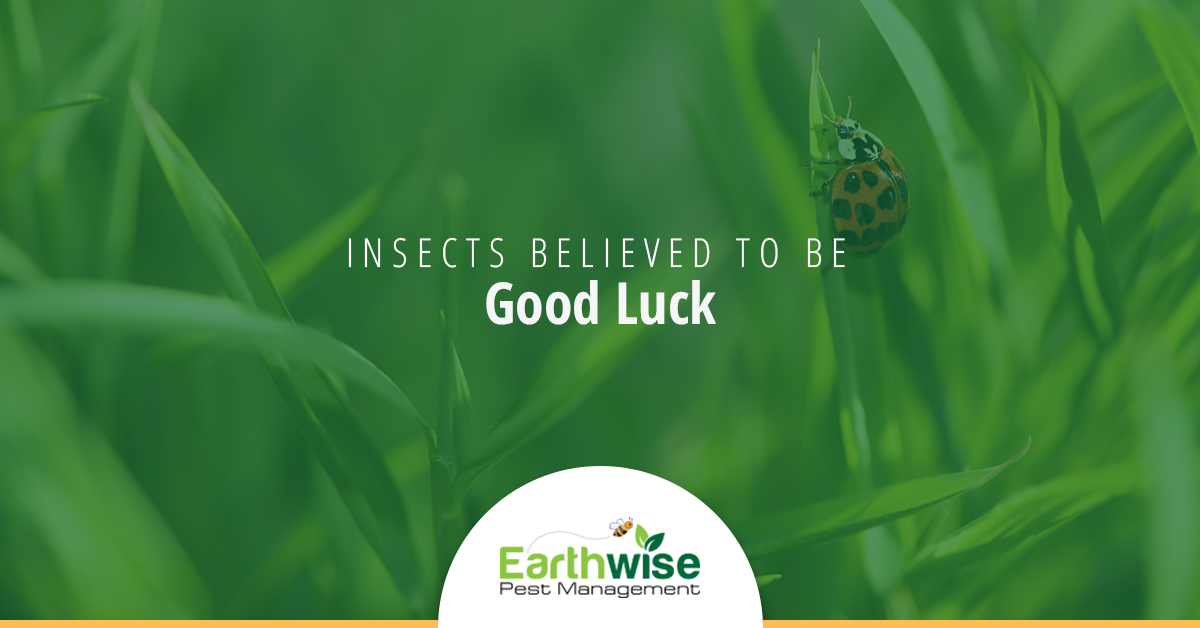 Insects Believed to Be Good Luck - Earthwise Pest Management