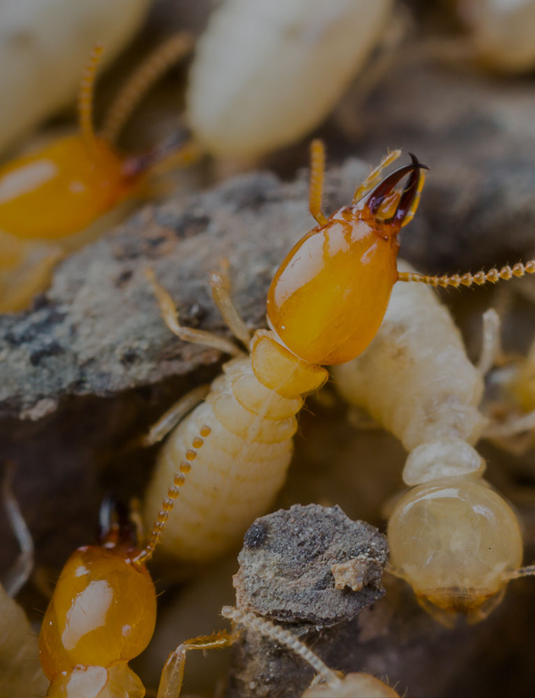 Termite Control Sacramento and Termite Facts - Earthwise Pest Management