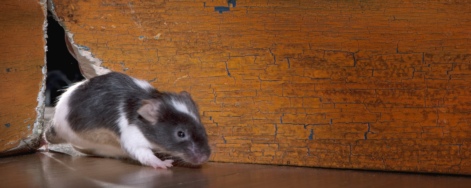 Rodent Services In Sacramento - Earthwise Pest Management