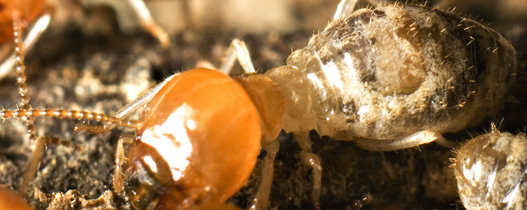 Termite Services Sacramento - Earthwise Pest Management