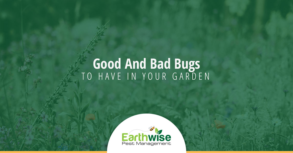 Good And Bad Bugs To Have In Your Garden Earthwise Pest Management