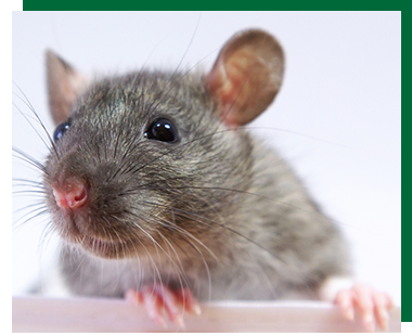 Your Commercial Pest Control in Sacramento and Rodent Infestations ...