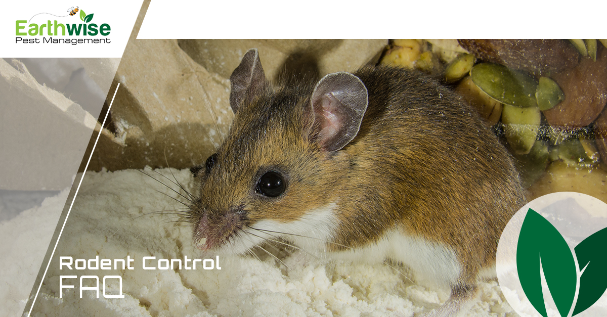 Rodent Control FAQ - Pest Control Experts In Sacramento