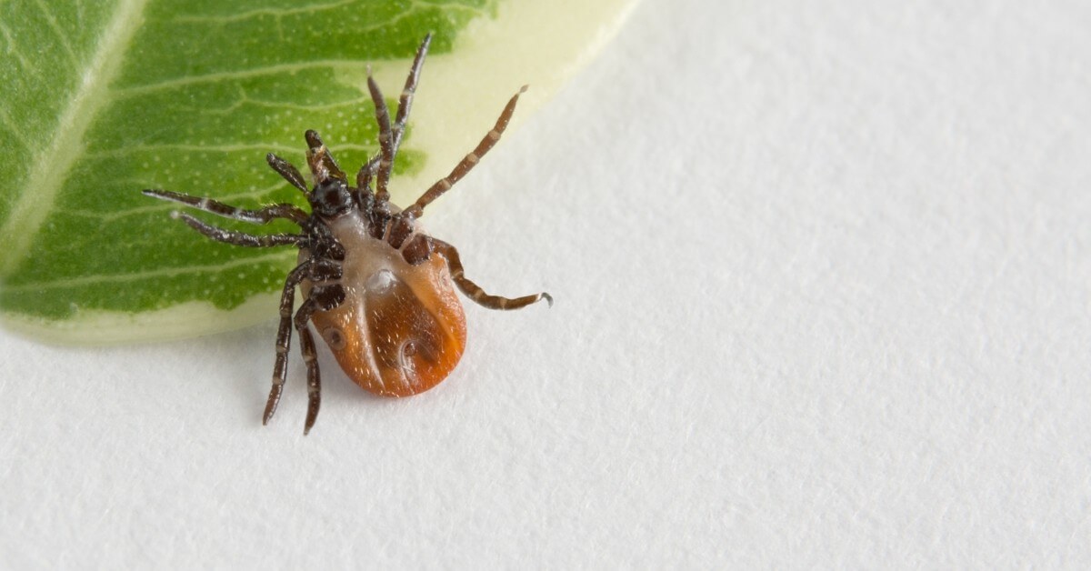 All About Ticks: What to Look For & How to Recognize It - Earthwise ...