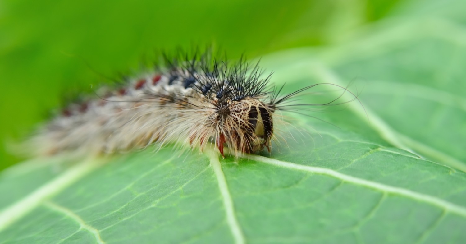 Pest Control Specialists And Other Bug-Related Careers - Earthwise Pest ...