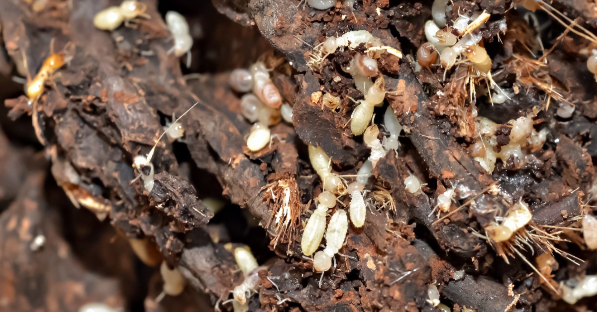 The Sacramento Pest Control Experts Answer Your Termite Questions ...