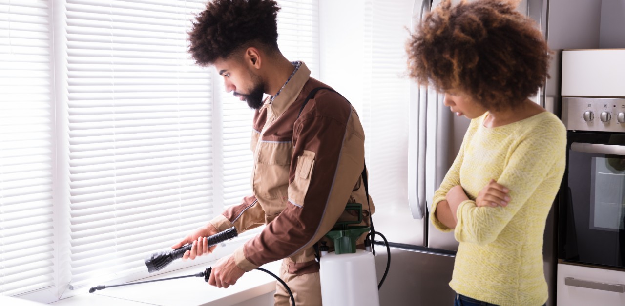 DIY Termite Solutions for Your Home | Earthwise Pest Management