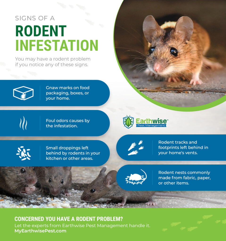 Pest Control Sacramento: Should I Invest In Professional Rodent Control?