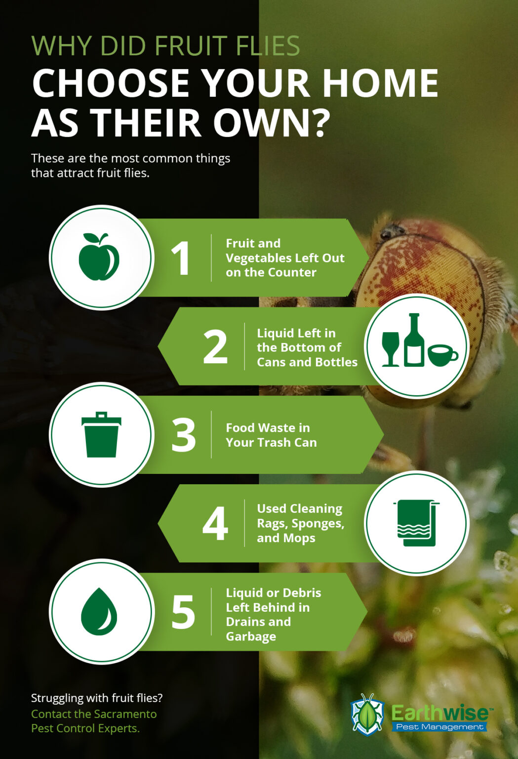 Pest Control Sacramento: Fruit Fly 101