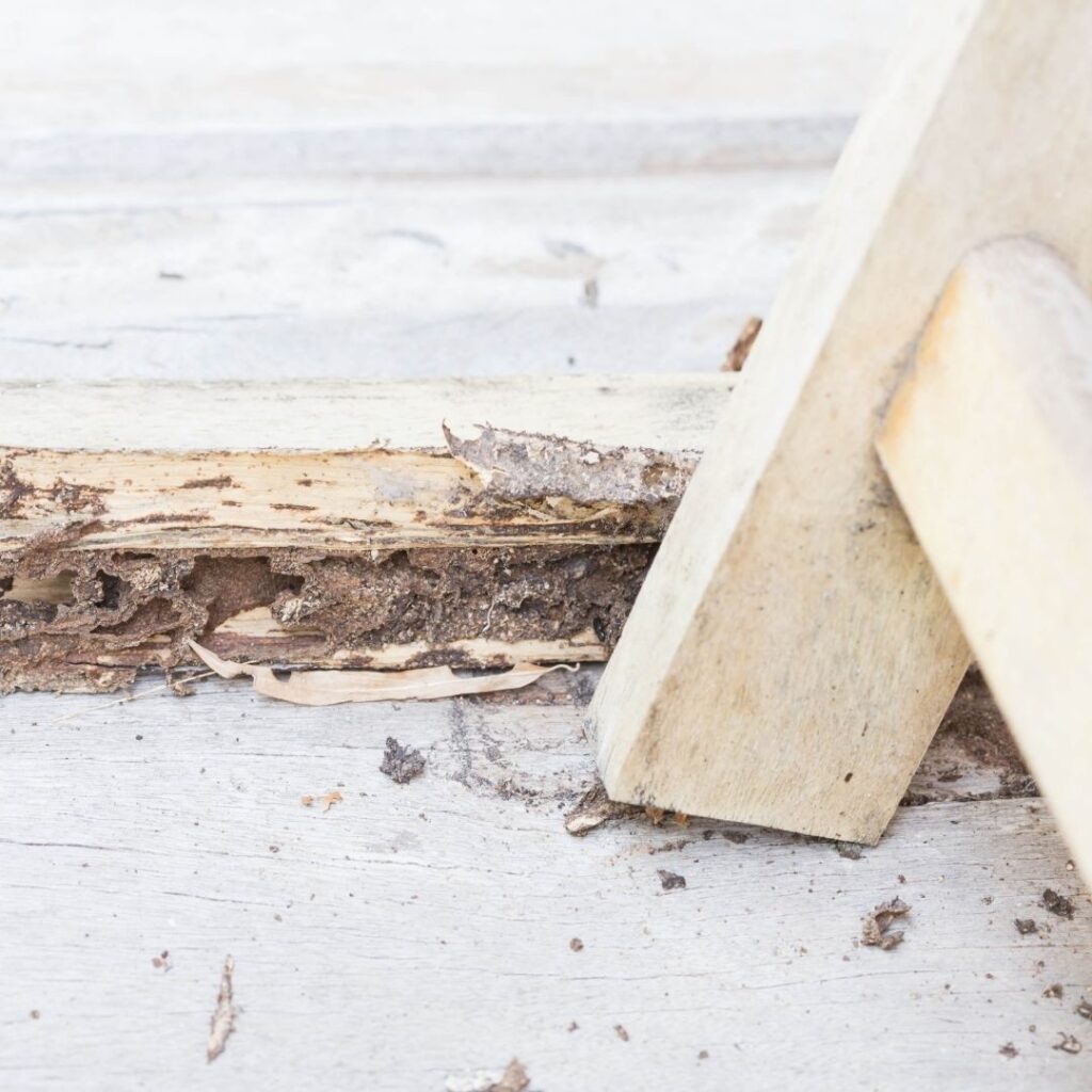 Signs Your Building Has a Termite Infestation - Earthwise Pest Management