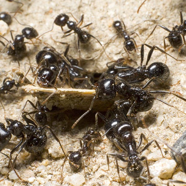 Ant Pest Control & Extermination Services | Serving Central California ...