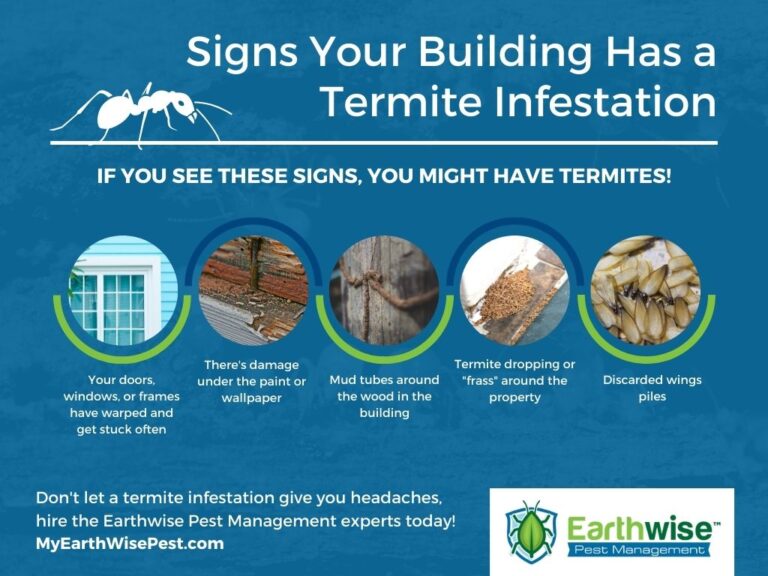 Signs Your Building Has a Termite Infestation - Earthwise Pest Management