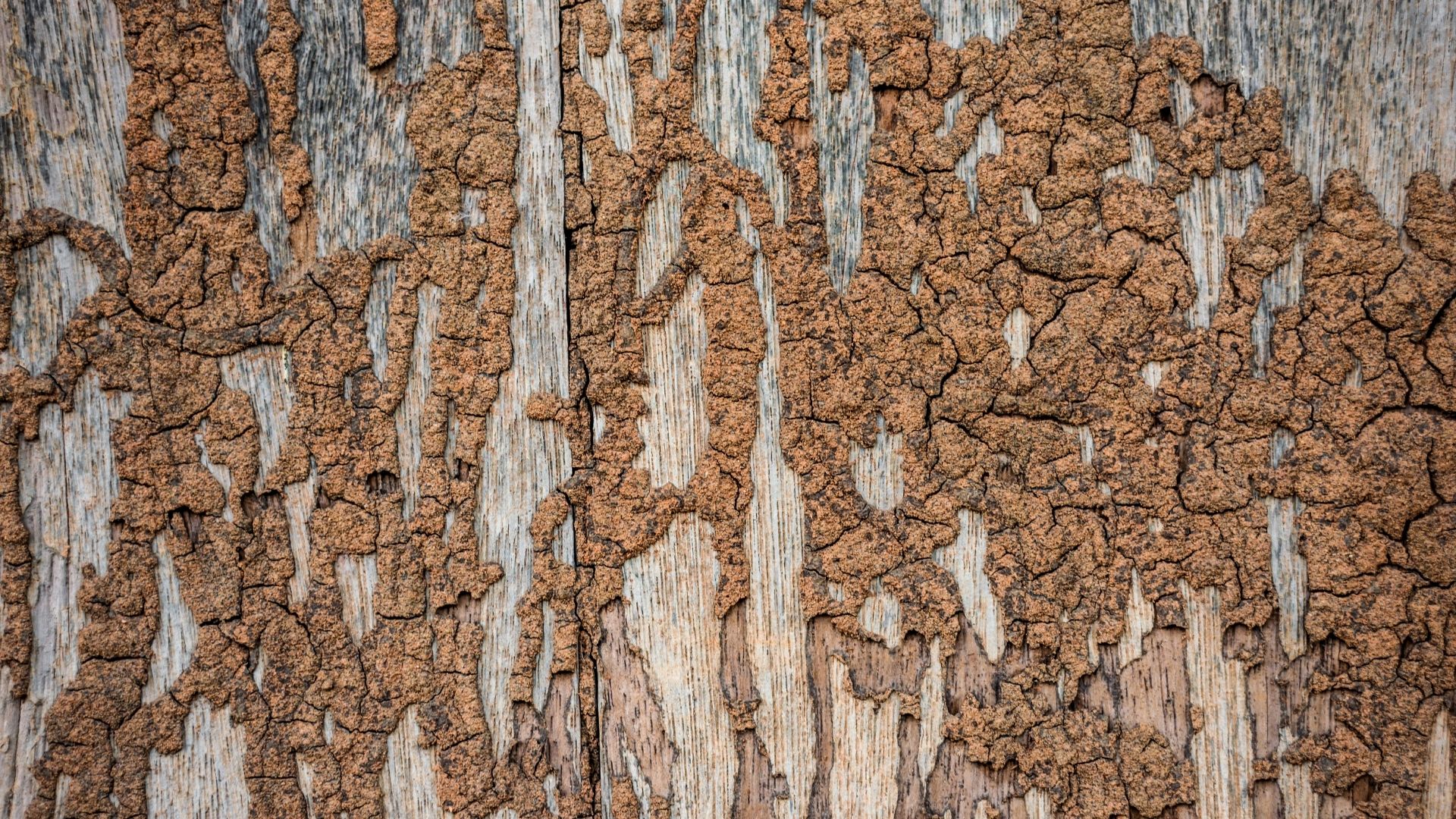 Signs Your Building Has a Termite Infestation - Earthwise Pest Management