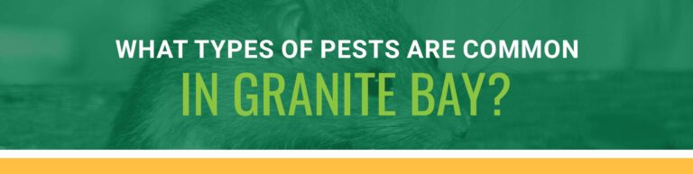 Granite Bay Pest Control - Earthwise Pest Management